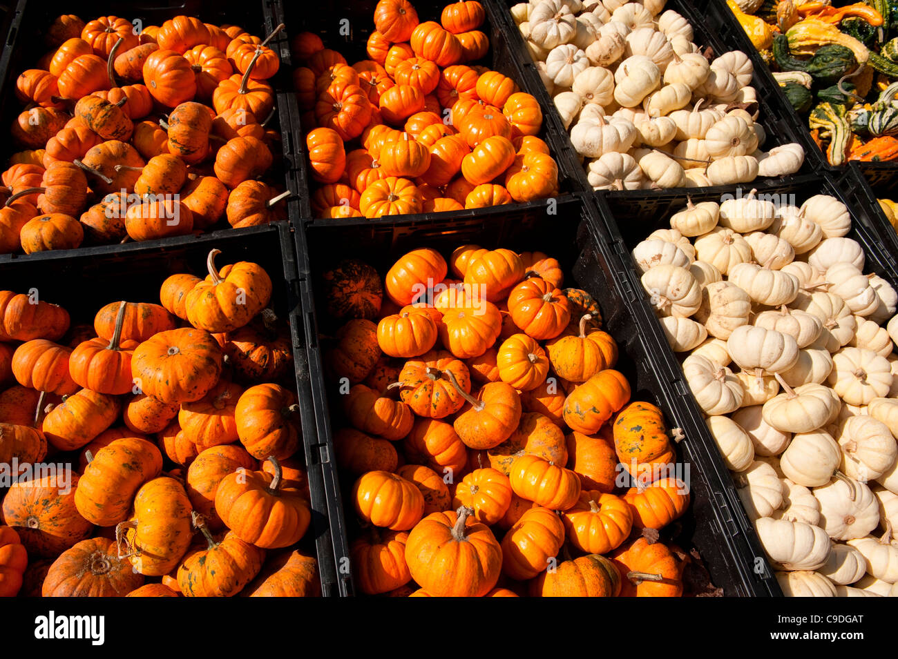 Kent pumpkin hi-res stock photography and images - Alamy