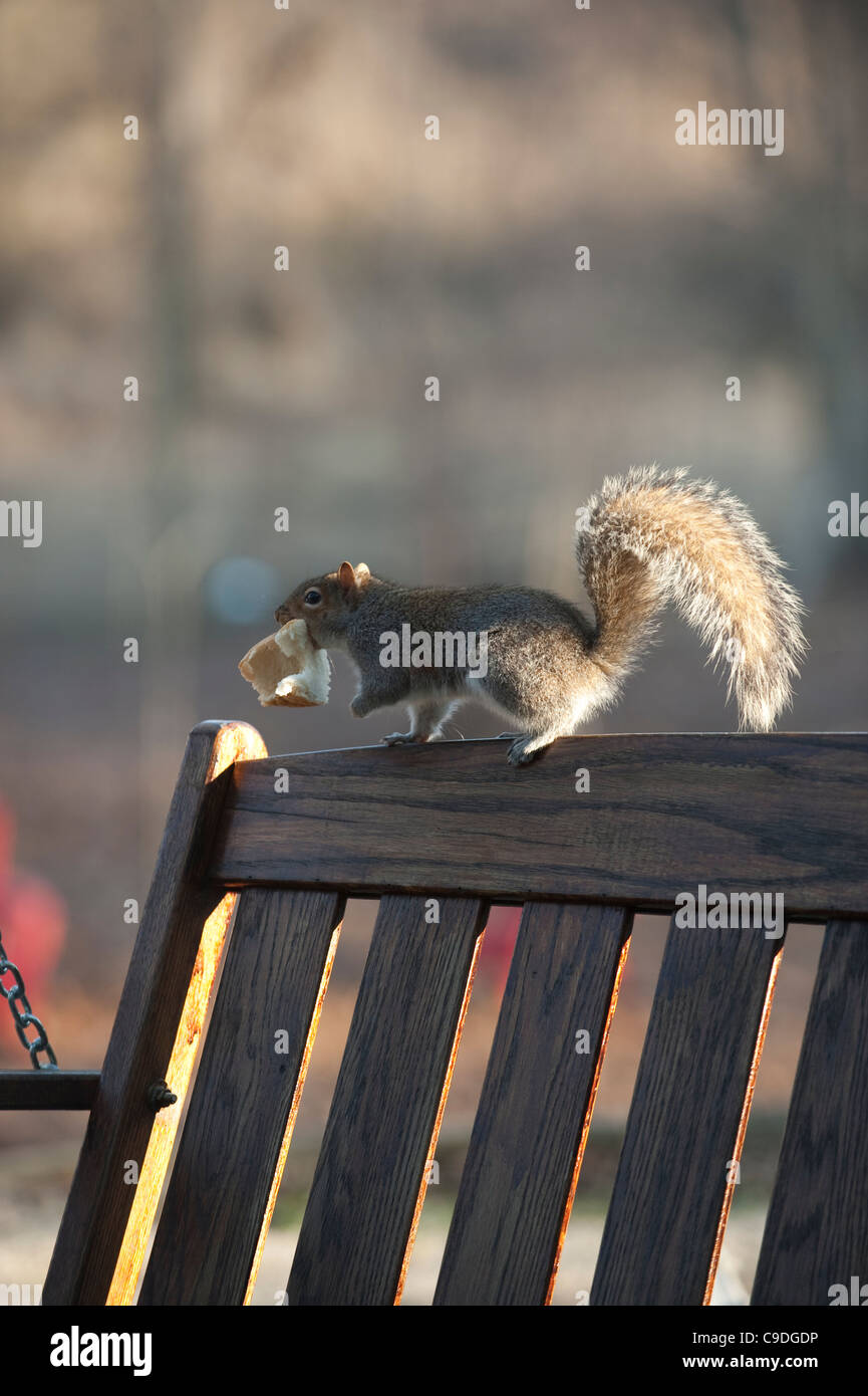 Squirrel on swing hi-res stock photography and images - Alamy
