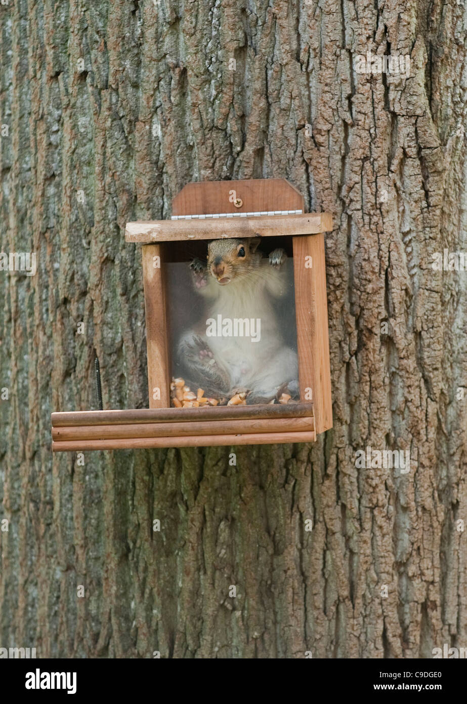 Squirrel inside of squirrel feeding box Stock Photo - Alamy