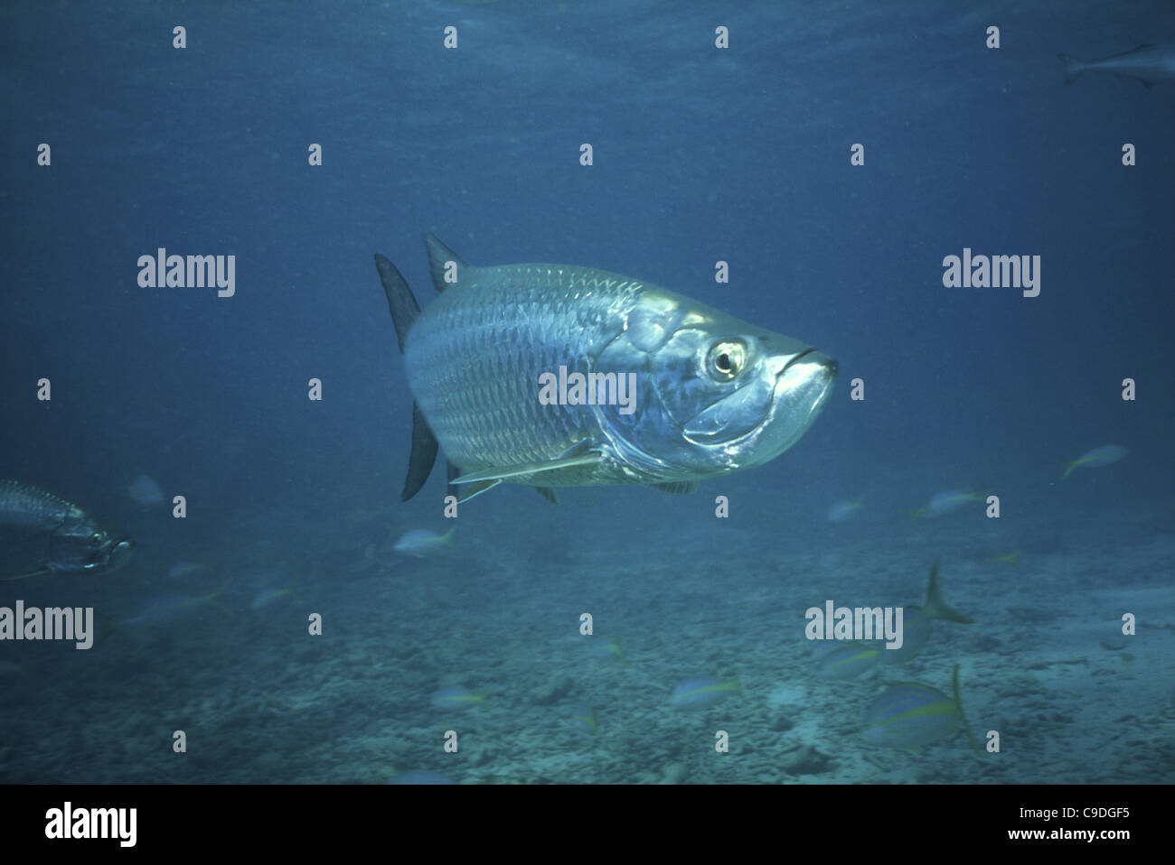 Tarpon head hi-res stock photography and images - Alamy