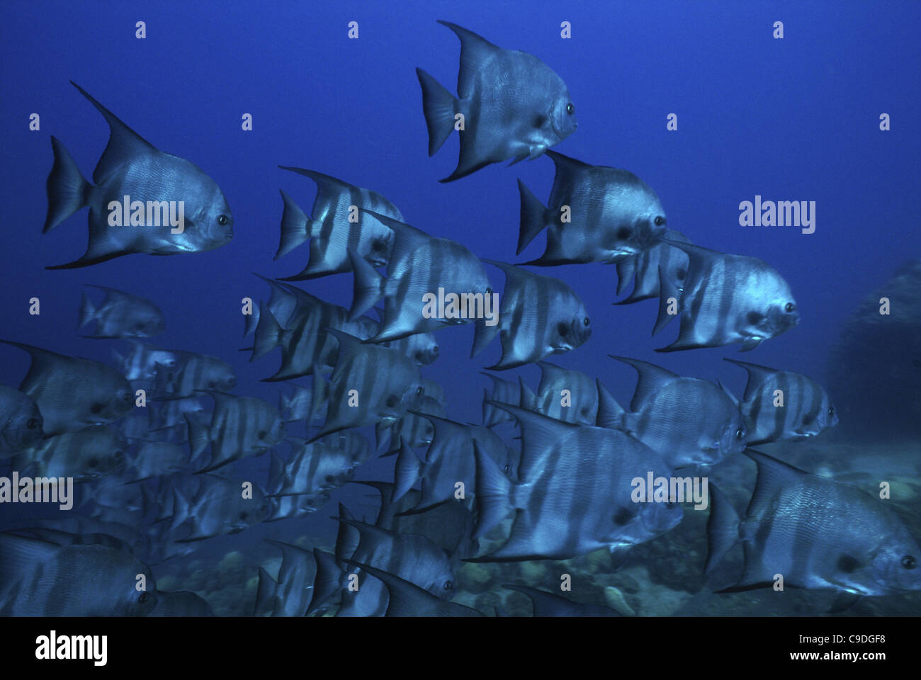 School of spadefish in the sea Stock Photo - Alamy