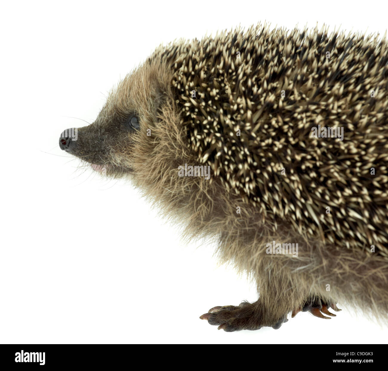 low angle sideways hedgehog portrait. Studio photography in white back ...