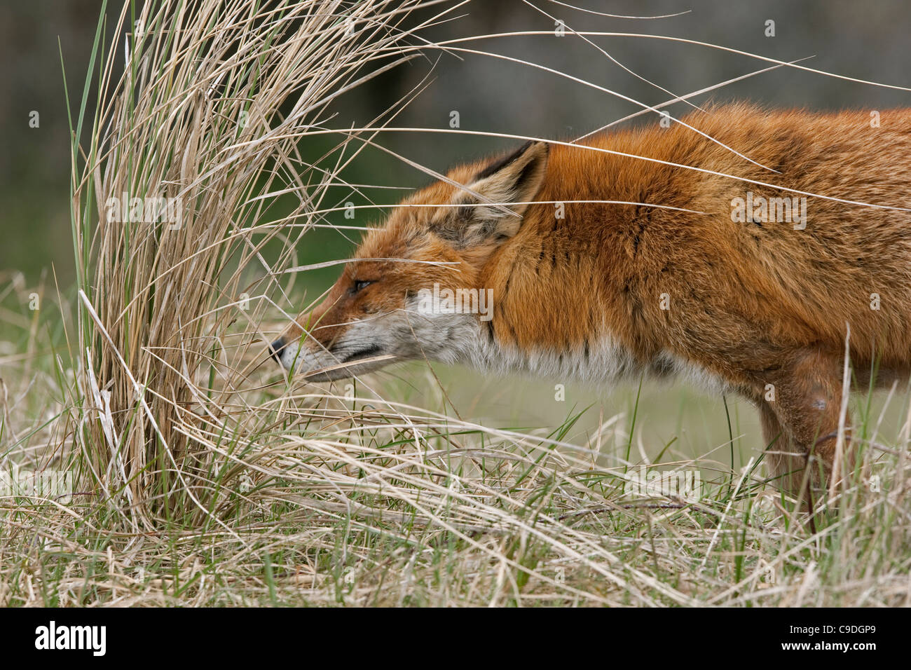 Red fox (Vulpes vulpes) sniffing a scent mark on tussock of grass ...