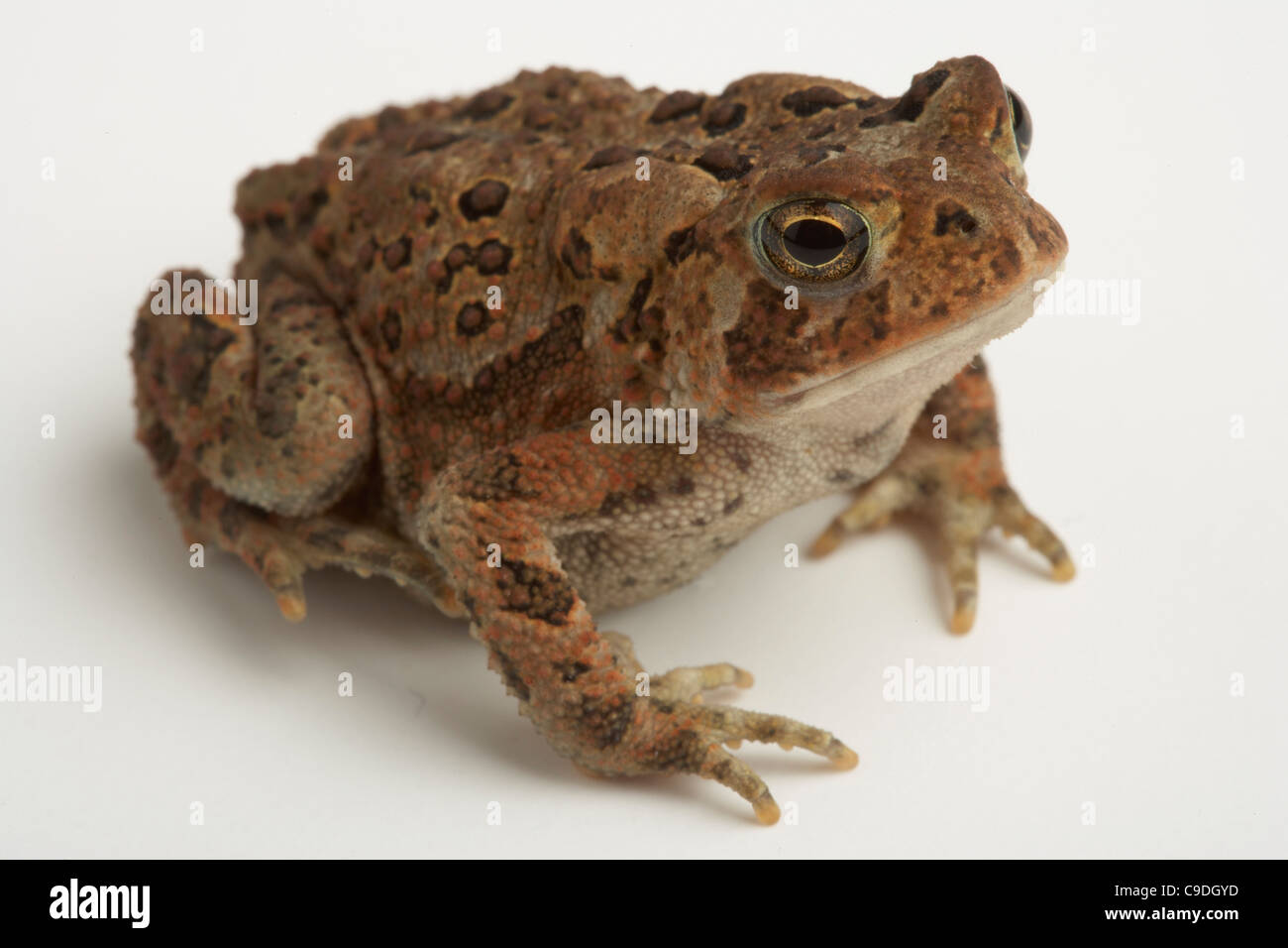 Close-up of an American Toad (Bufo americanus Stock Photo - Alamy