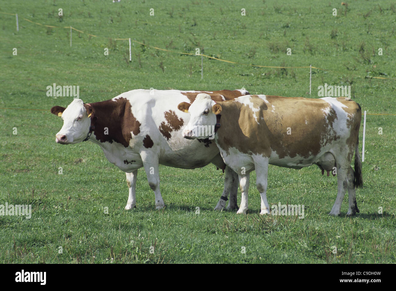Cows standing hi-res stock photography and images - Alamy