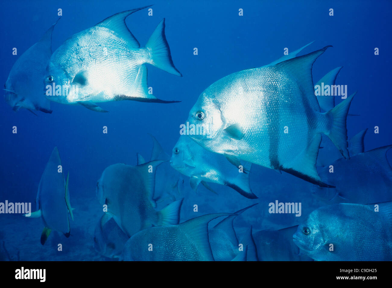 Close-up of a school of Atlantic Spadefish swimming underwater ...