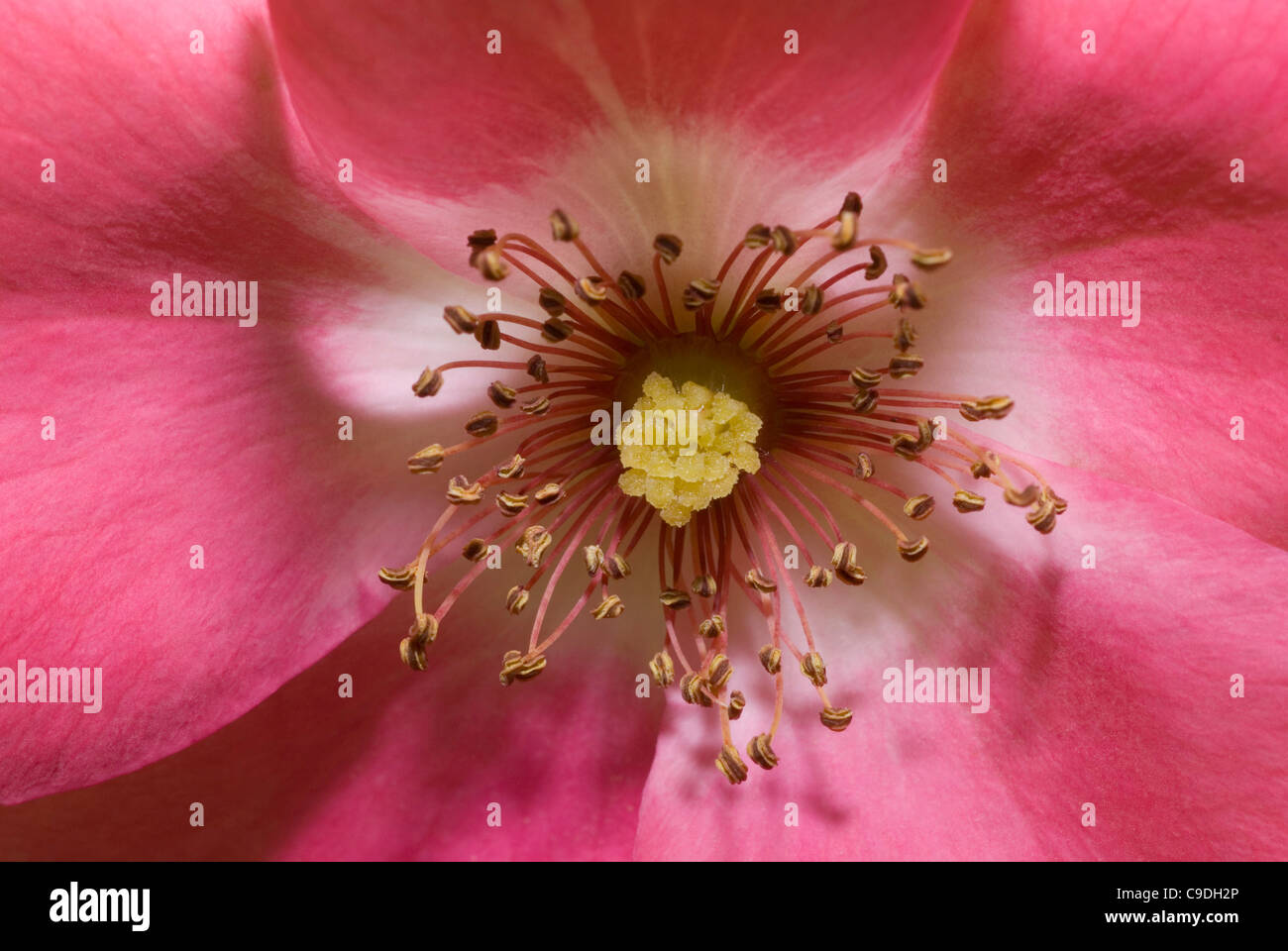Close-up of the stamens of a Rose Stock Photo - Alamy