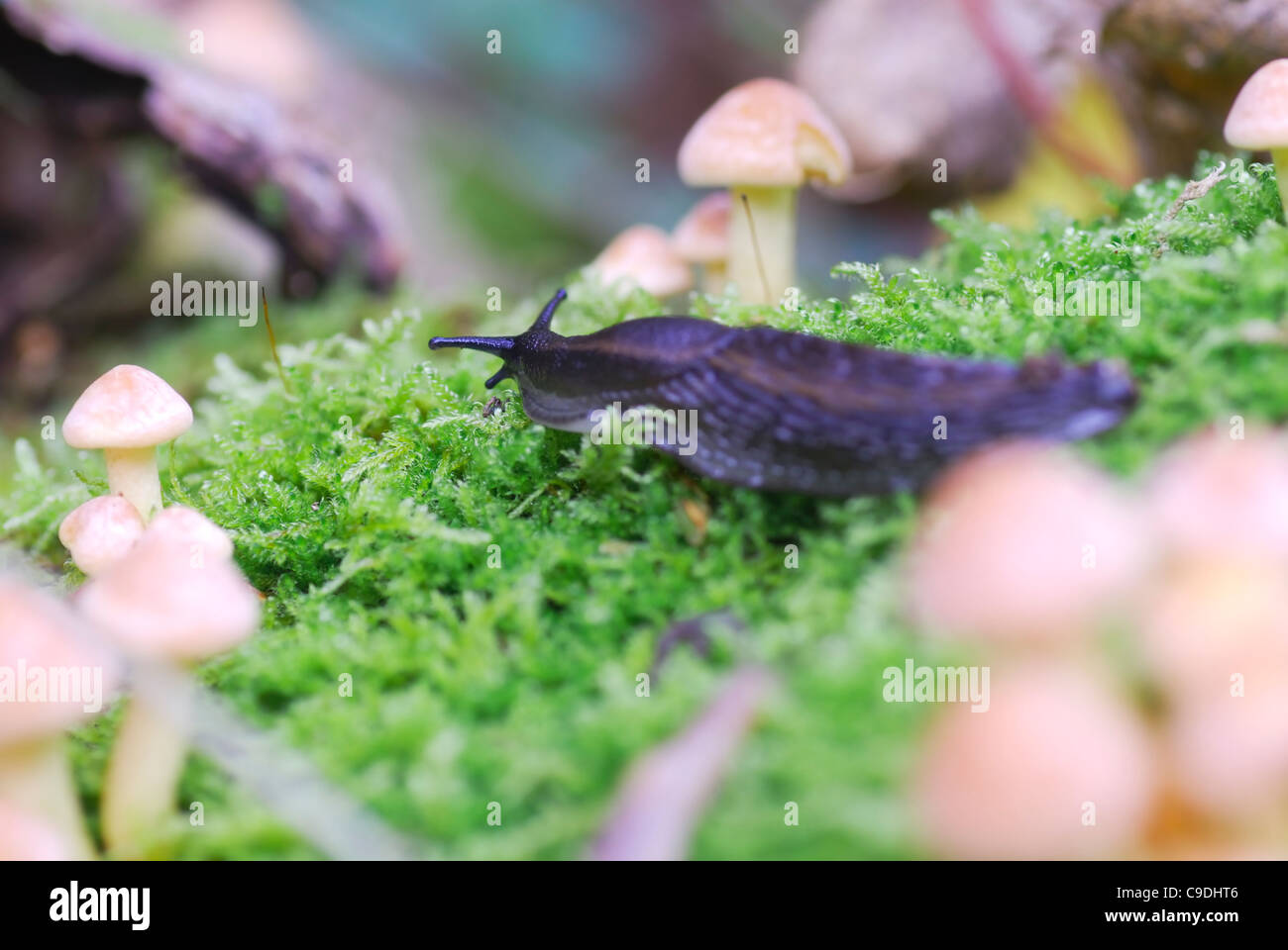Stem and slug hi-res stock photography and images - Alamy