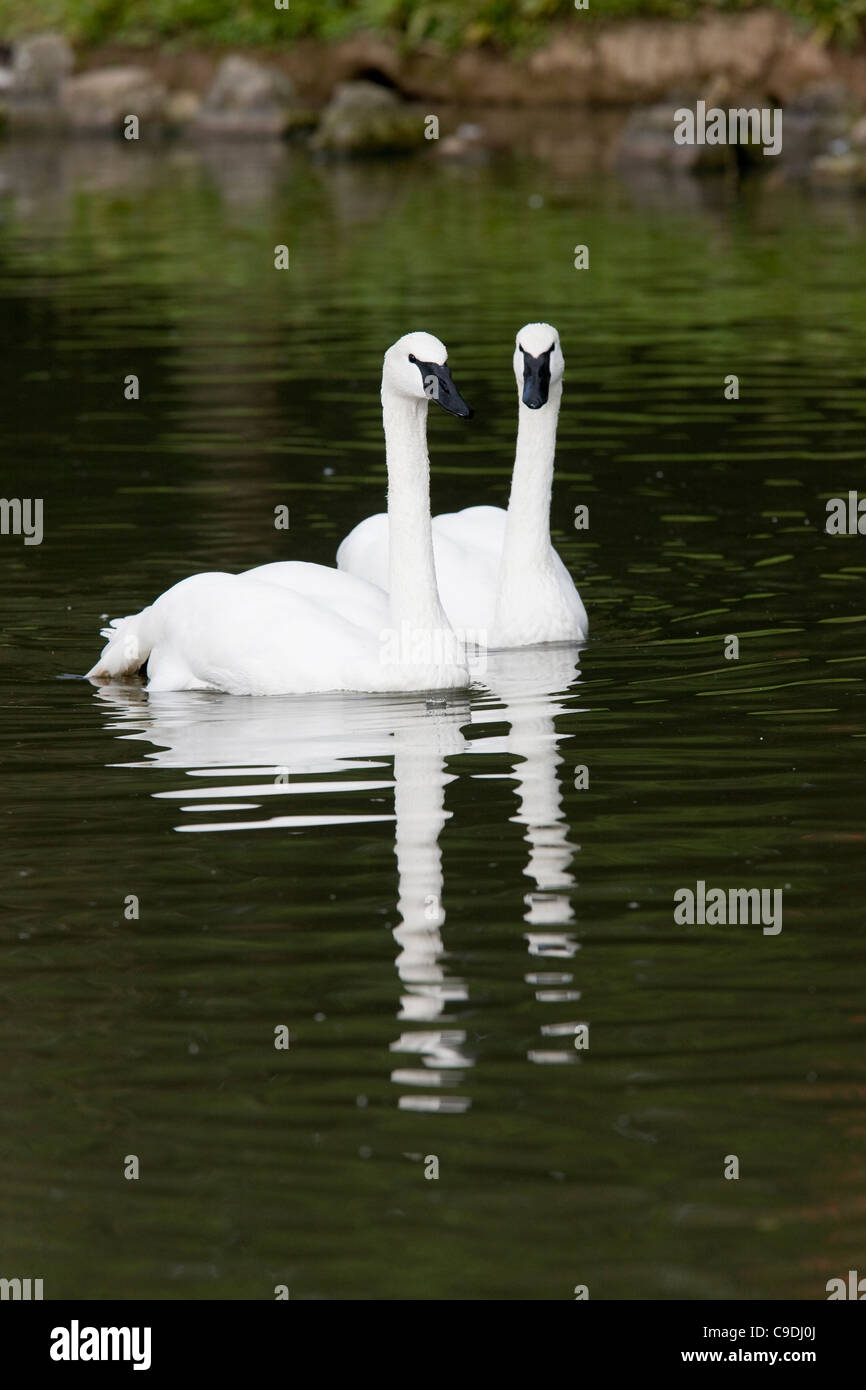 Pairs of swans hi-res stock photography and images - Alamy