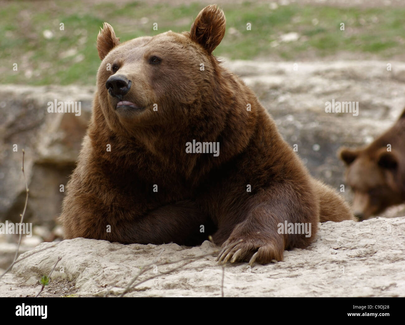 frontal shot of a Brown Bear resting on the ground Stock Photo - Alamy