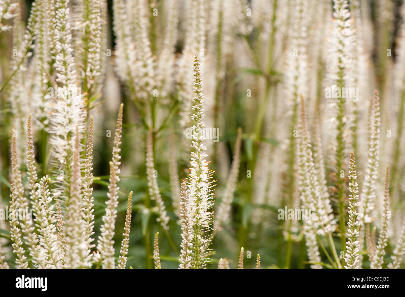 Veronicastrum virginicum hi-res stock photography and images - Alamy