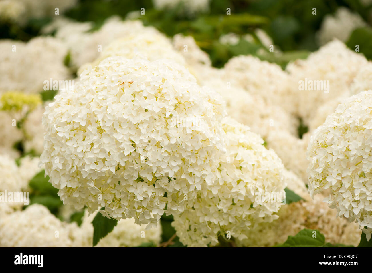 Hydrangea arborescens ‘Annabelle’ AGM, in flower Stock Photo - Alamy