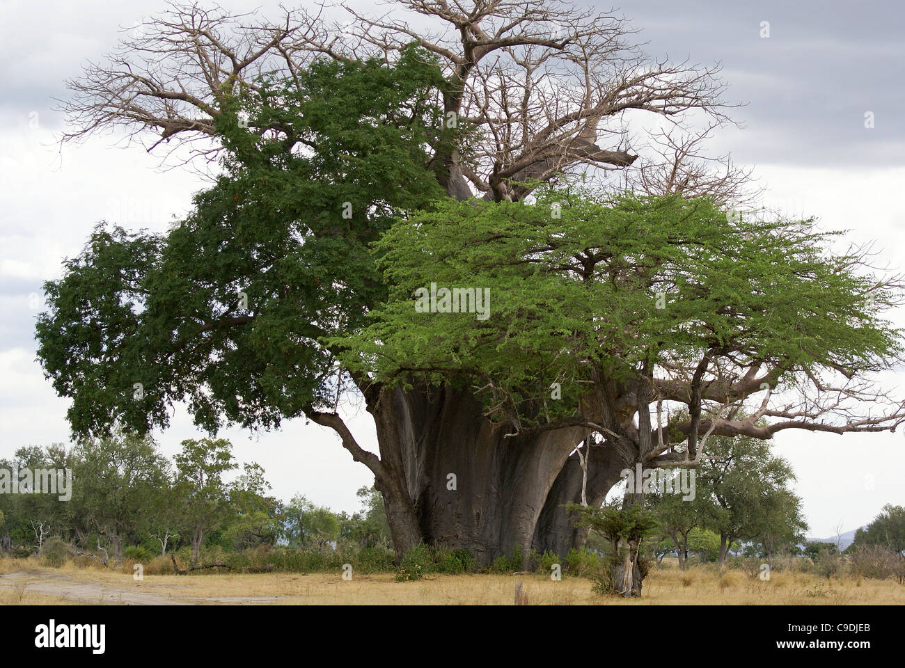 Tanzania wildlife safari Baobab Tree Stock Photo - Alamy
