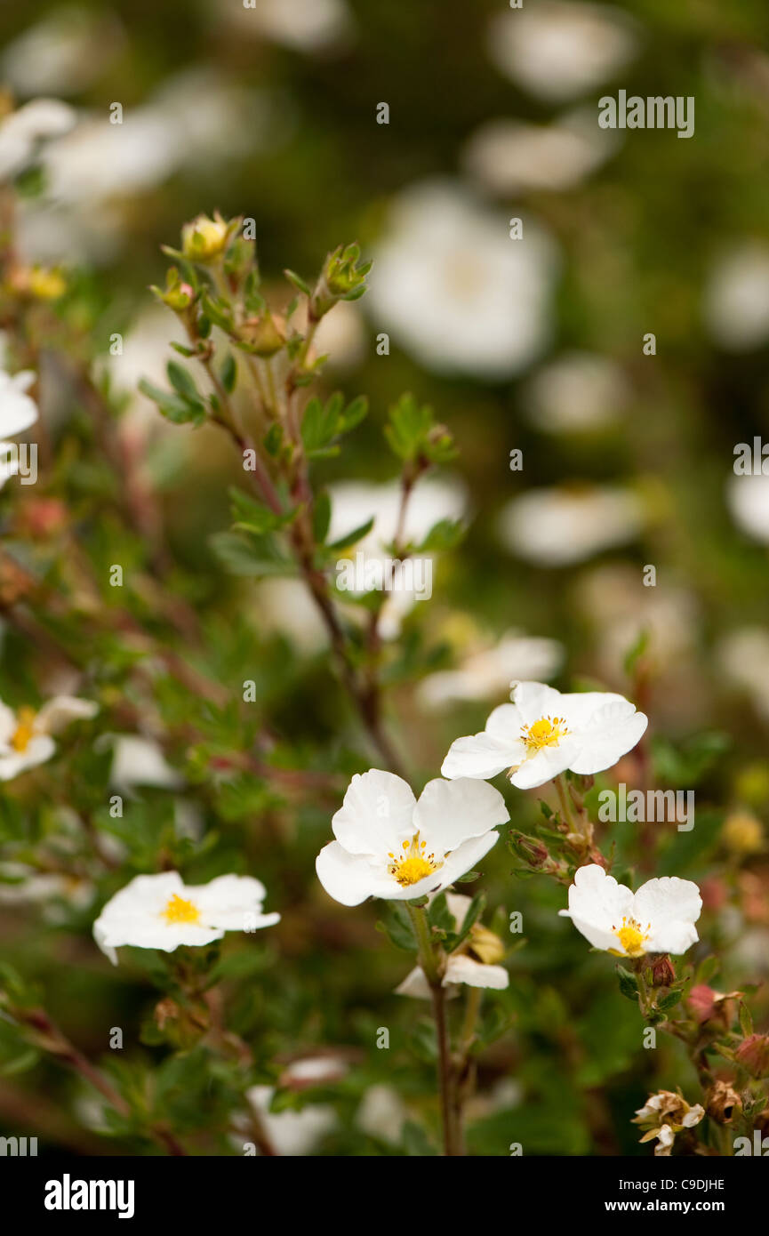 Potentilla fruticosa ‘Abbotswood Silver’, Shrubby Cinquefoil, in flower ...