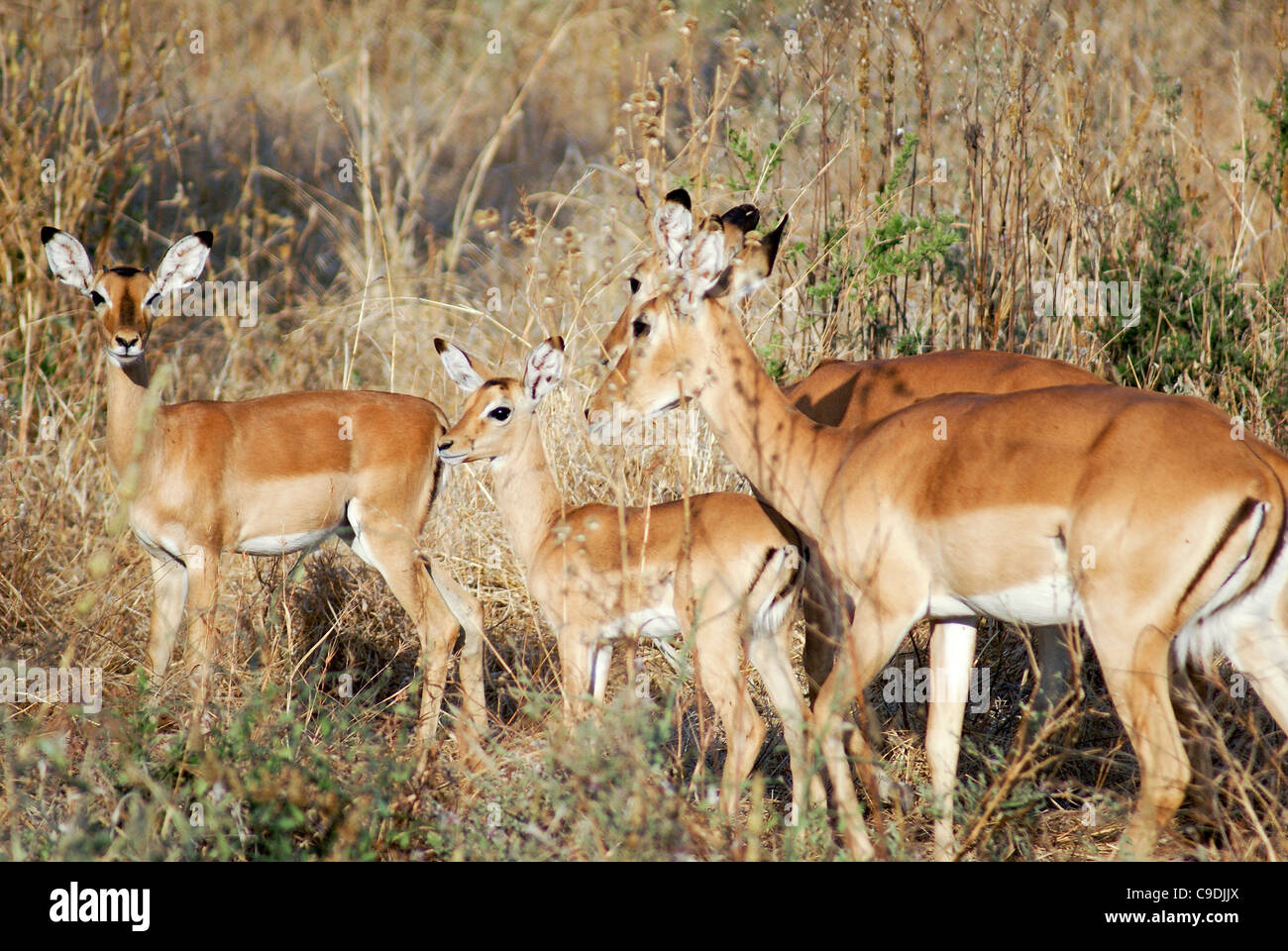 Herd of impala hi-res stock photography and images - Alamy