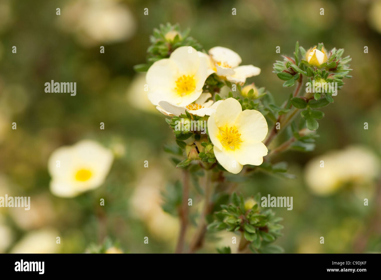 Potentilla fruticosa ‘Limelight’ AGM, Shrubby Cinquefoil, in flower ...