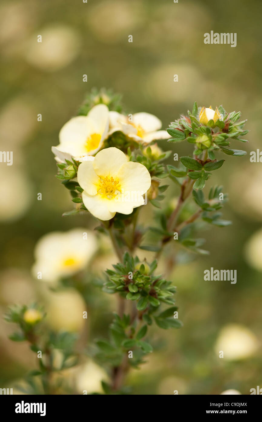Potentilla fruticosa ‘Limelight’ AGM, Shrubby Cinquefoil, in flower ...