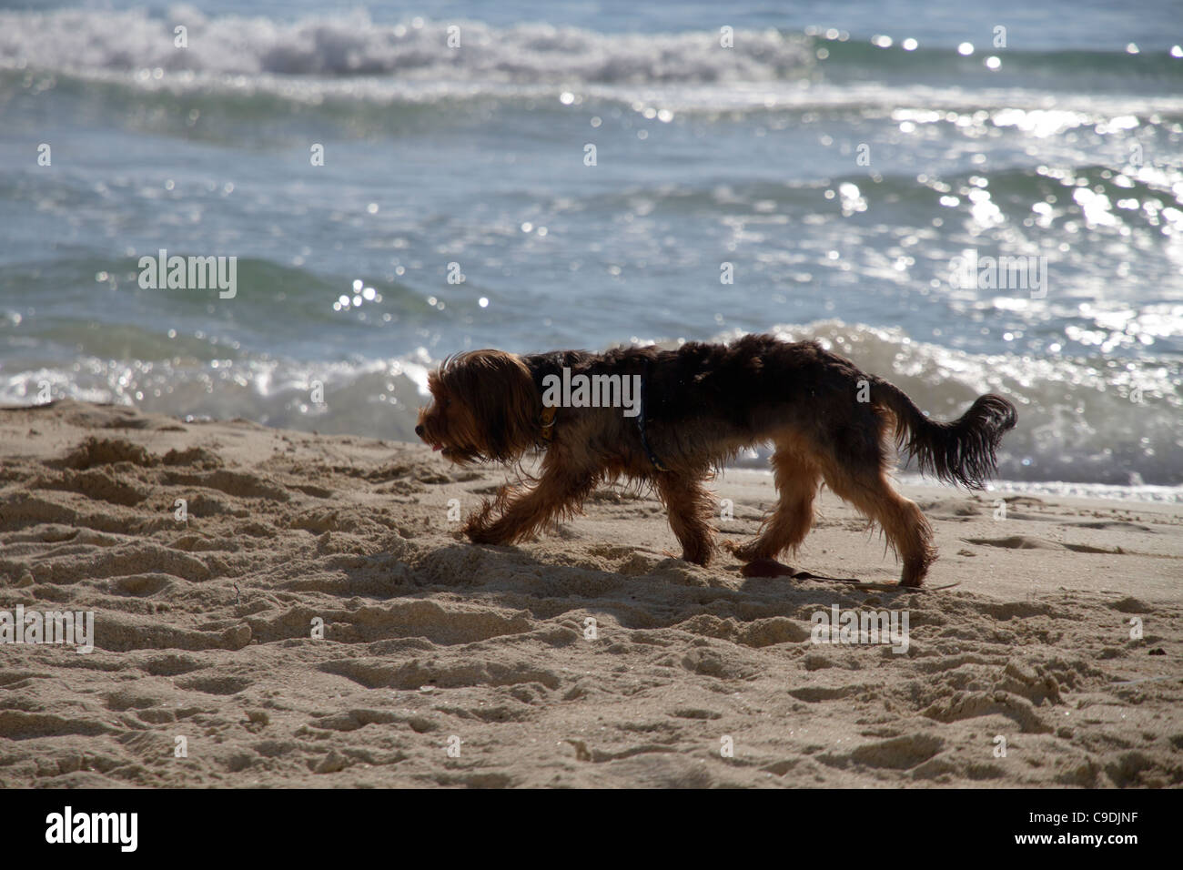 Little dog walking on beach shoreline Stock Photo - Alamy