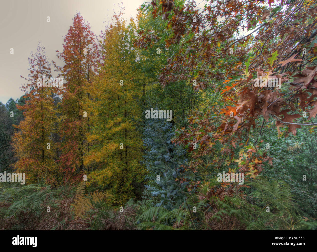 Set of trees during autumn season Stock Photo - Alamy