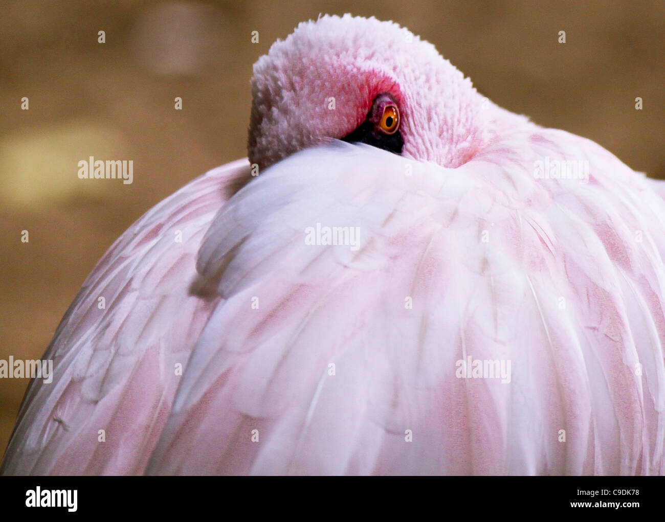 Flamingo hiding face hi-res stock photography and images - Alamy