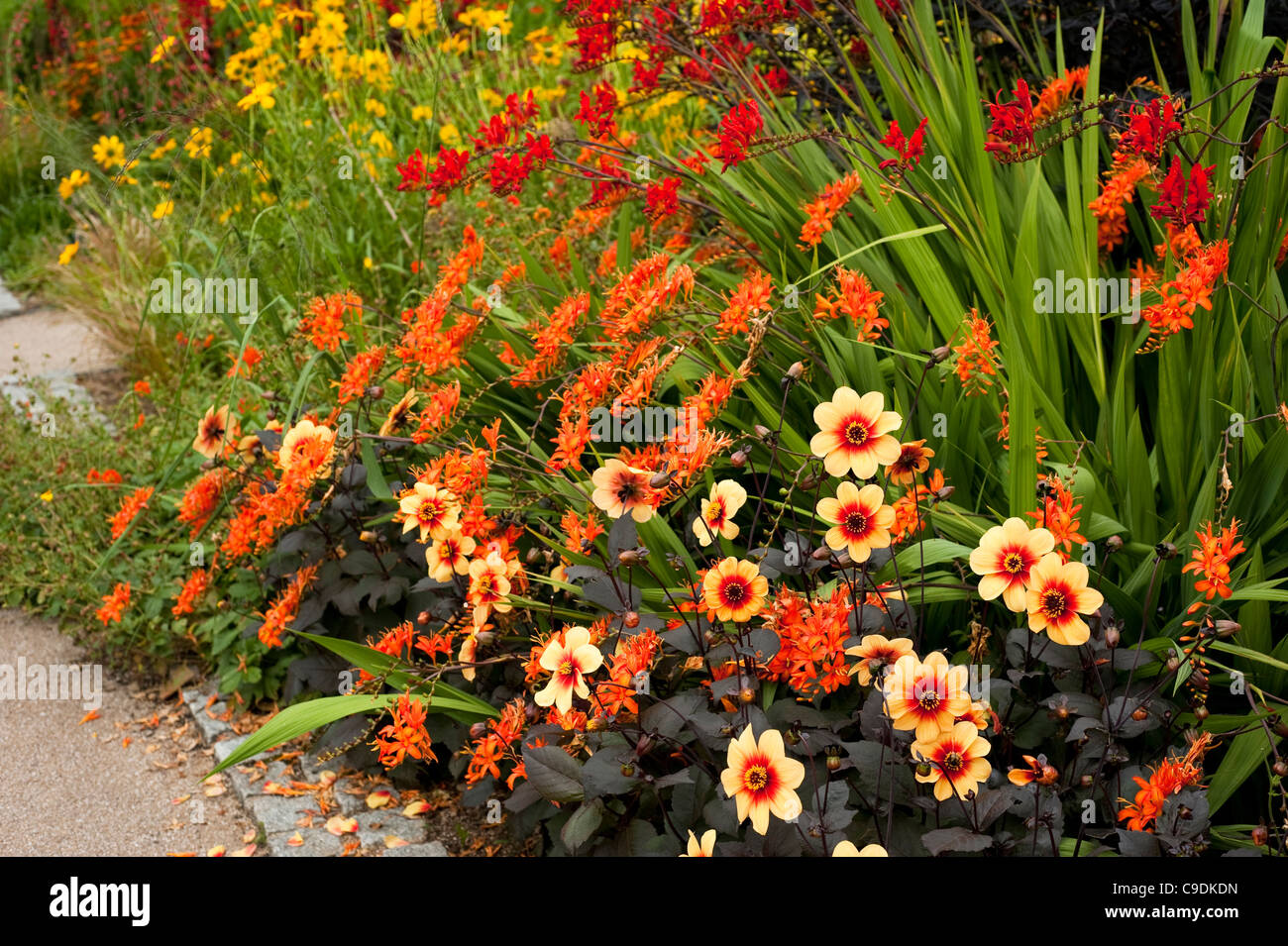 Dahlia ‘Moonfire’ AGM with Crocosmia and other flowers in the Hot ...