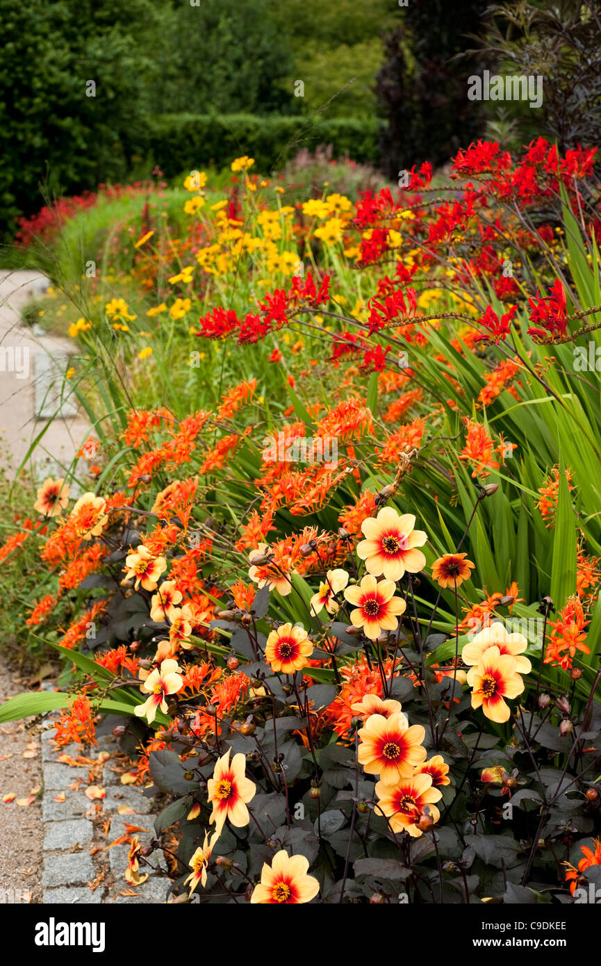 Dahlia ‘Moonfire’ AGM with Crocosmia and other flowers in the Hot ...