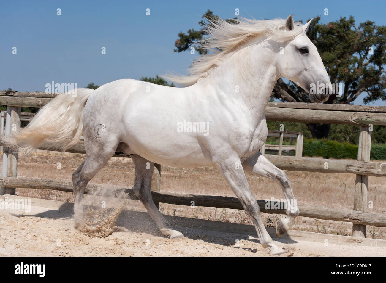 Lusitano horse portugal hi-res stock photography and images - Alamy