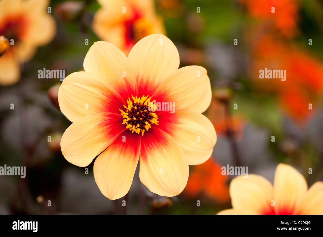 Dahlia Royal Horticultural Society High Resolution Stock Photography ...