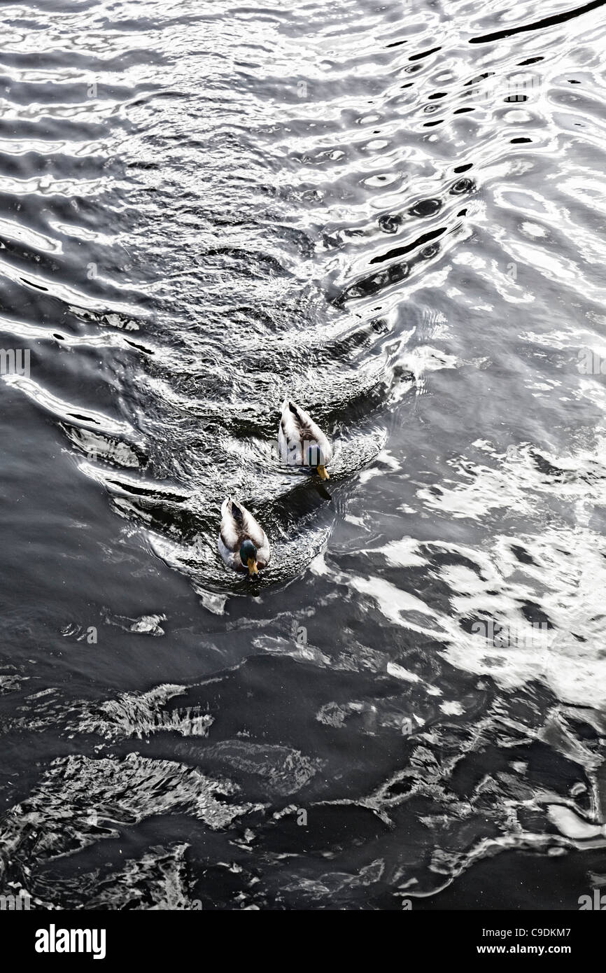 Two ducks swimming towards the camera as viewed from above Stock Photo ...