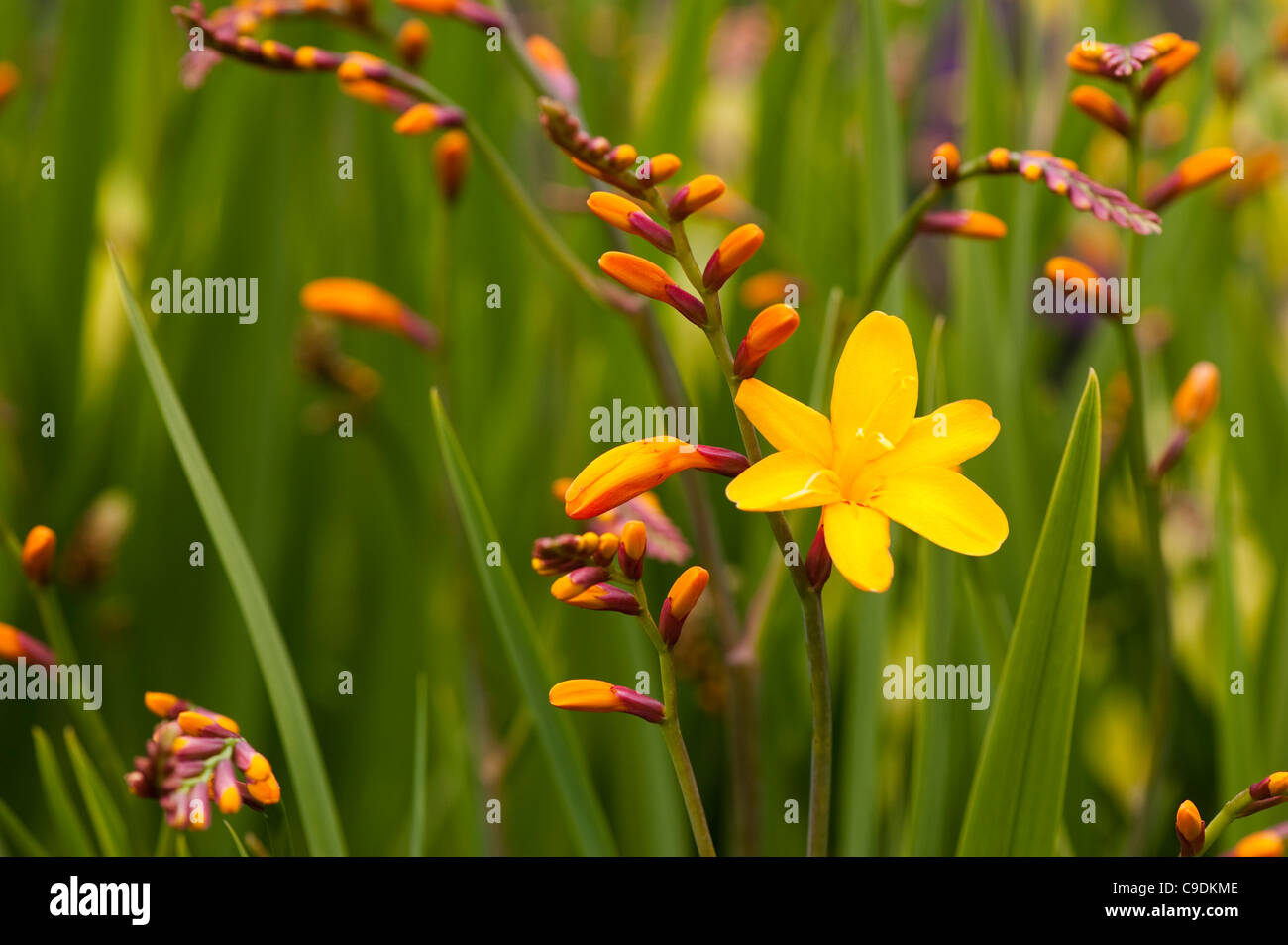 Crocosmia x crocosmiiflora ‘Columbus’, Montbretia, in flower Stock ...