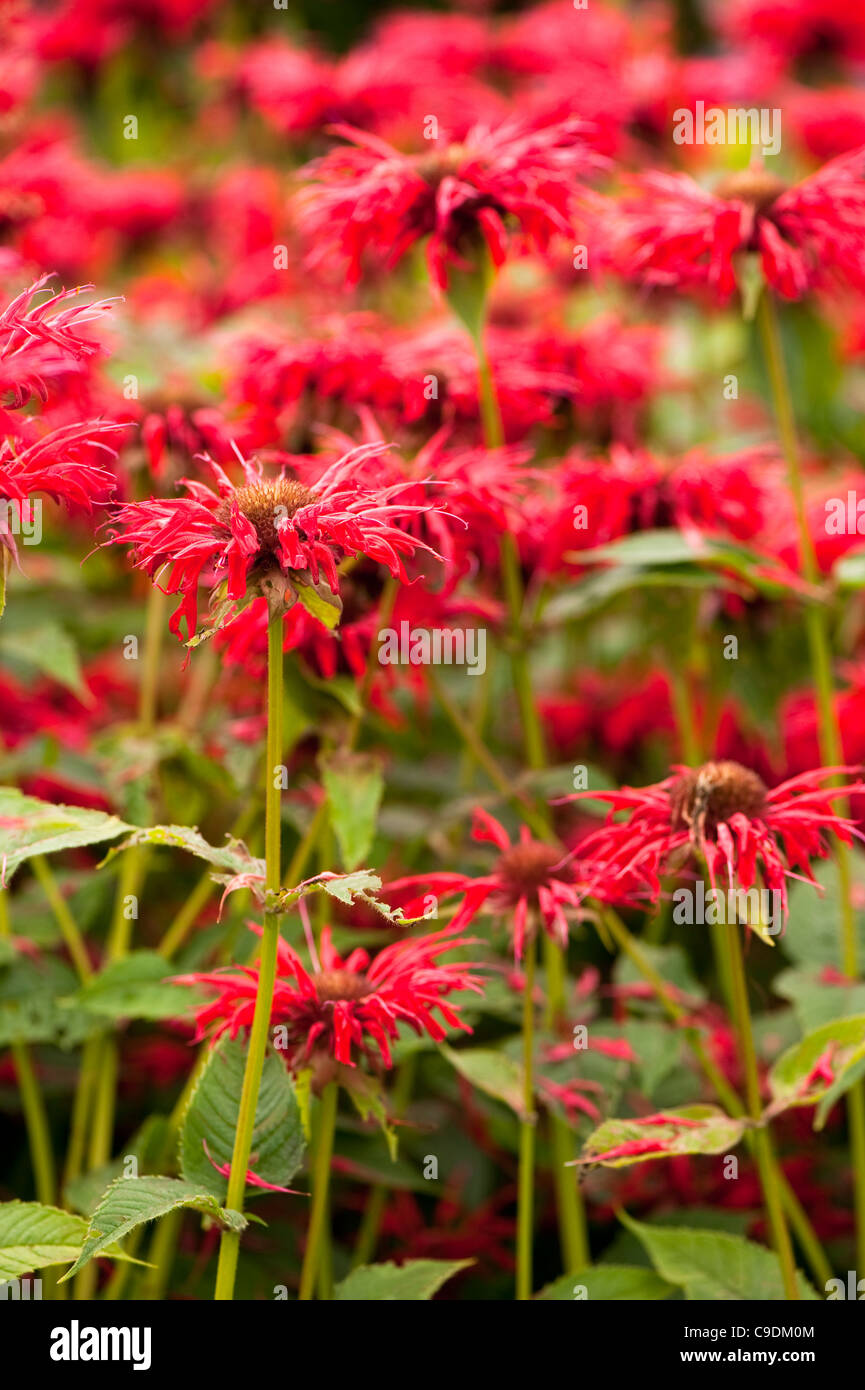 Monarda didyma 'Gardenview Scarlet' AGM in flower Stock Photo - Alamy