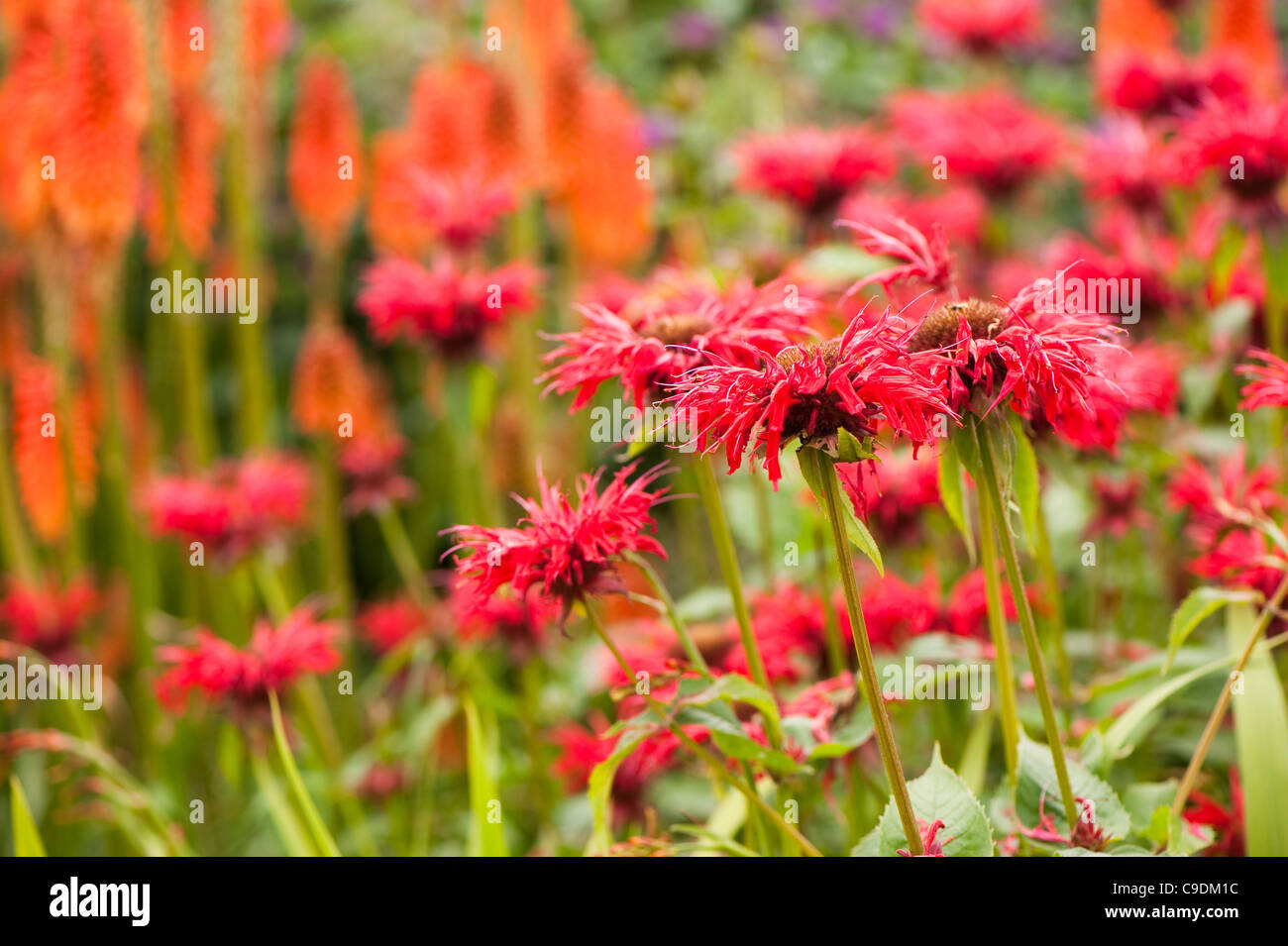 Monarda didyma 'Gardenview Scarlet' AGM in flower Stock Photo - Alamy