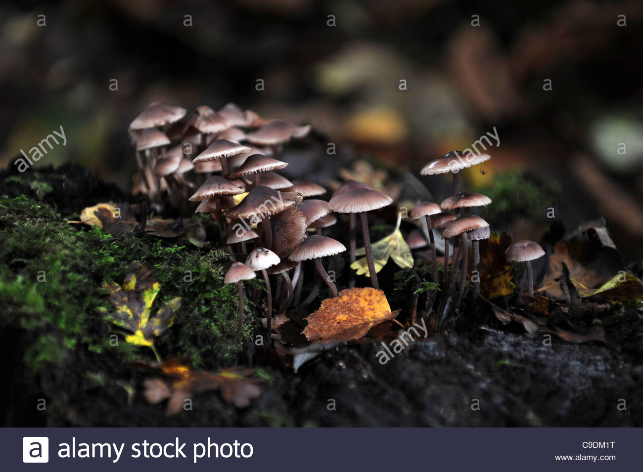 Mycena Fungi High Resolution Stock Photography and Images - Alamy