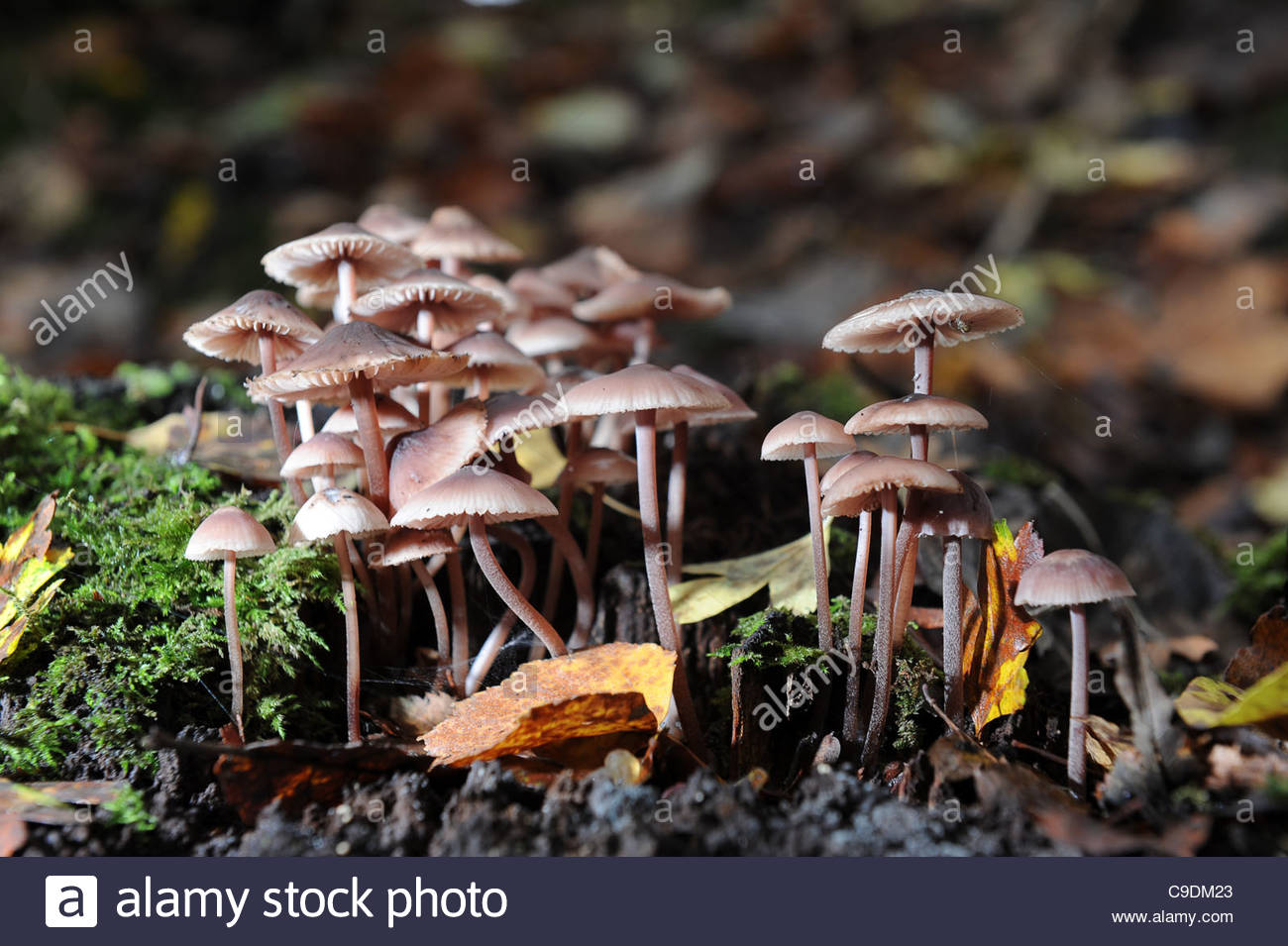 Mycena Fungi High Resolution Stock Photography and Images - Alamy