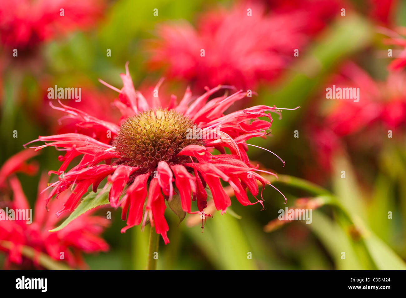 Monarda didyma 'Gardenview Scarlet' AGM in flower Stock Photo - Alamy