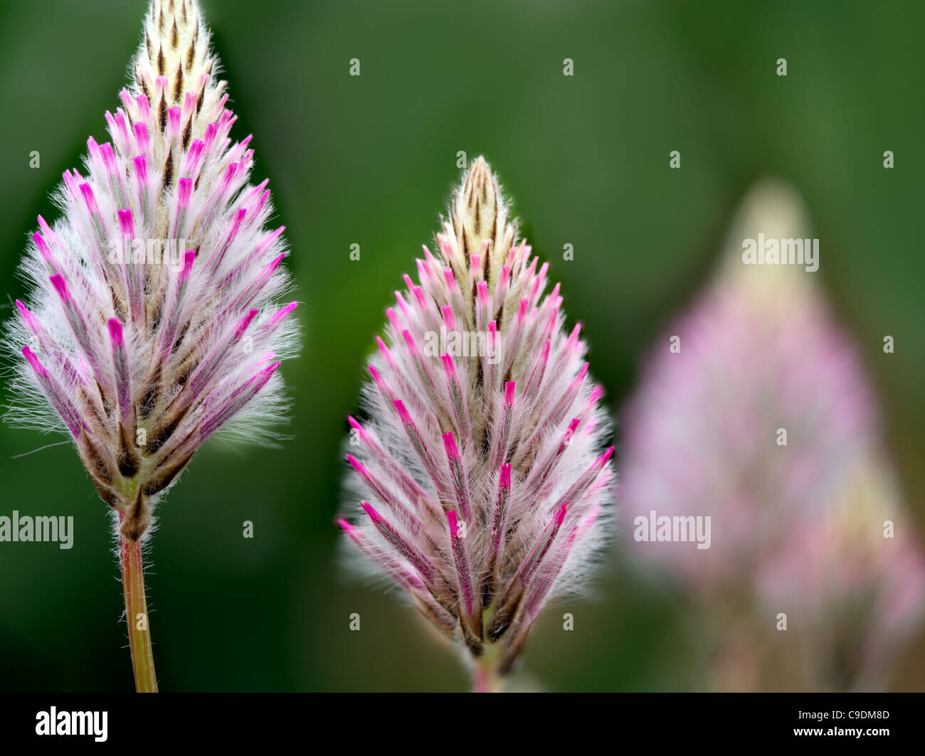 Pink mulla mulla hi-res stock photography and images - Alamy