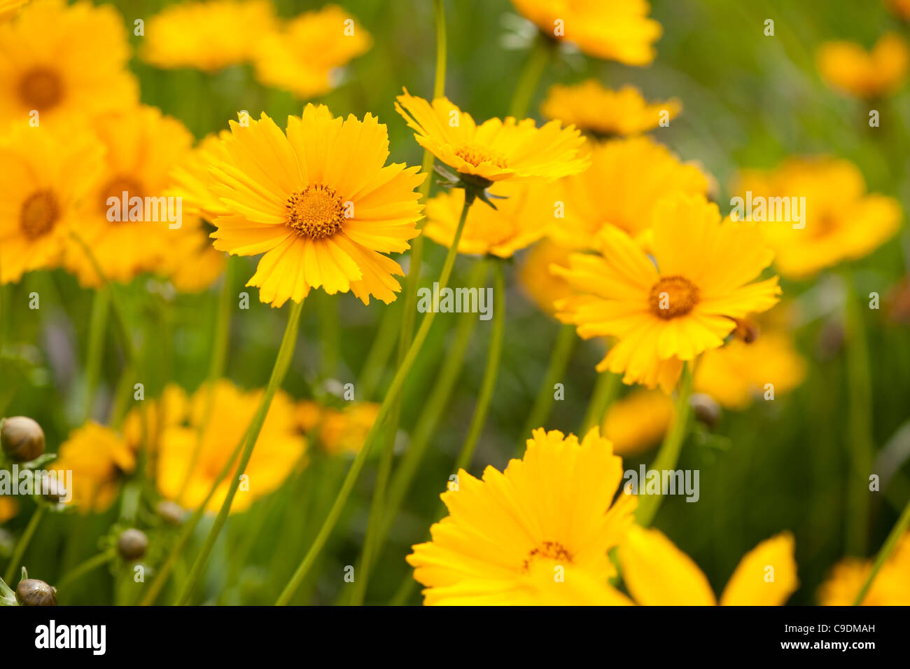 Tickseed coreopsis grandiflora yellow flowers hi-res stock photography ...