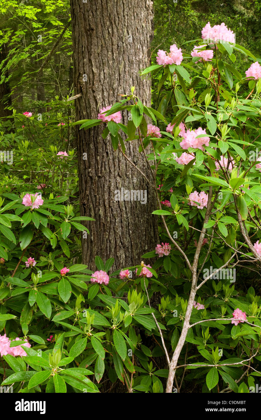 WASHINGTON - Native rhododendrons blooming in the forests of the ...