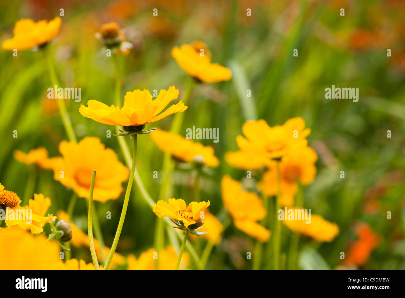 Tickseed coreopsis grandiflora yellow flowers hi-res stock photography ...