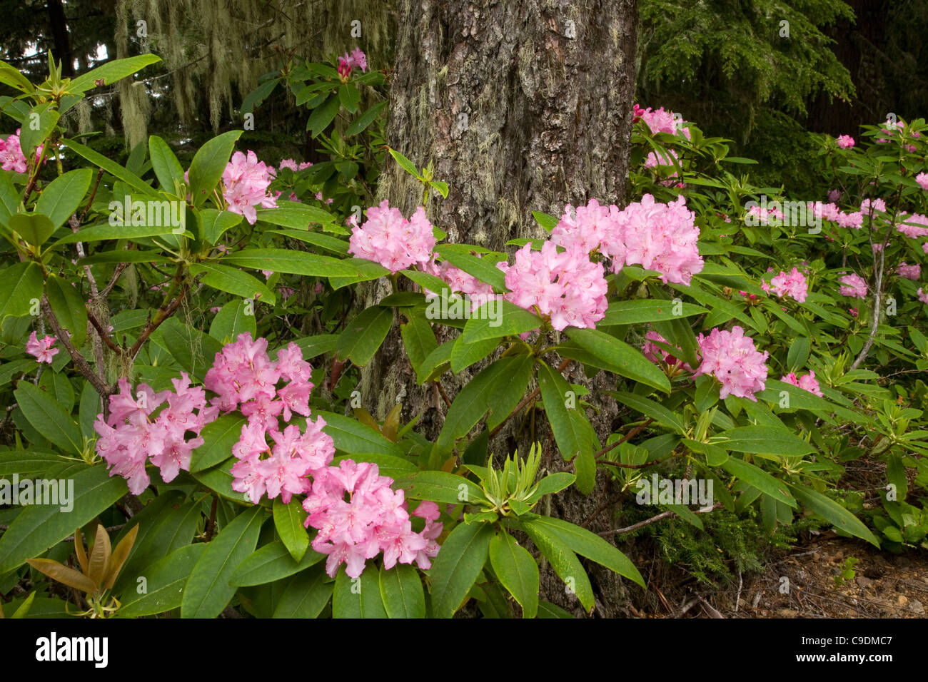 WASHINGTON - Native rhododendrons blooming in the forests of the ...
