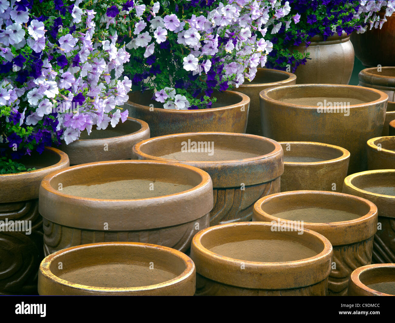 Petunias hi-res stock photography and images - Alamy
