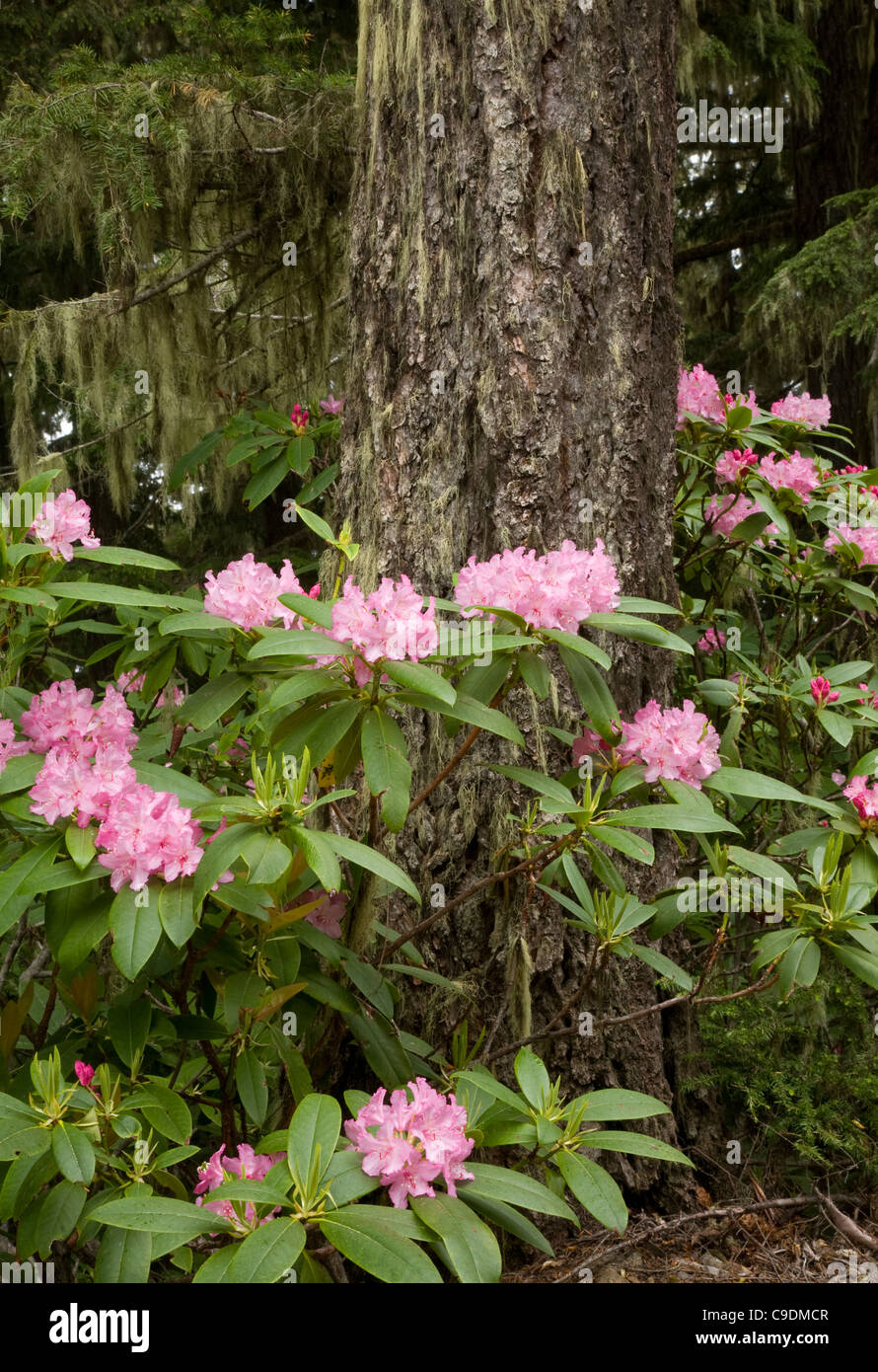 WASHINGTON - Native rhododendrons blooming in the forests of the ...