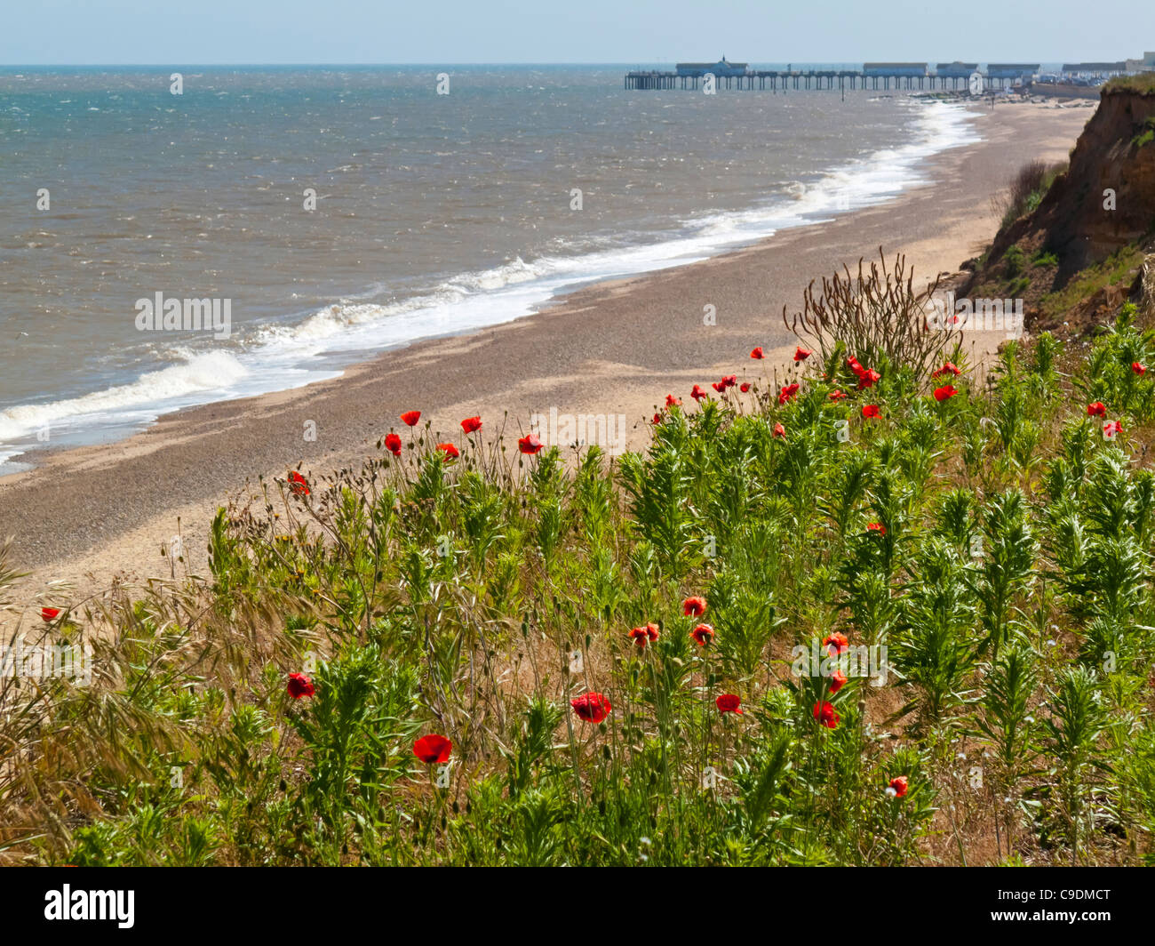 Poppies growing on cliff top on the Suffolk coast between Kessingland ...