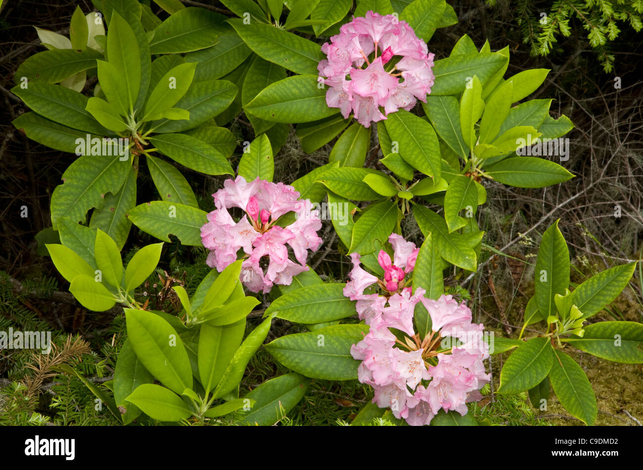 WASHINGTON - Native rhododendrons blooming in the forests of the ...