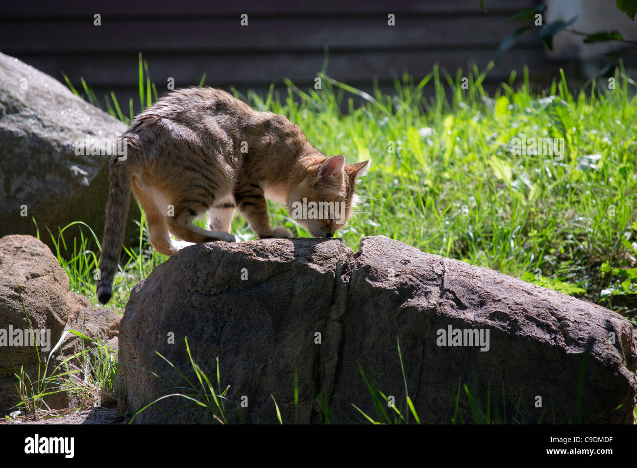 Sand cat (Felis margarita Stock Photo - Alamy