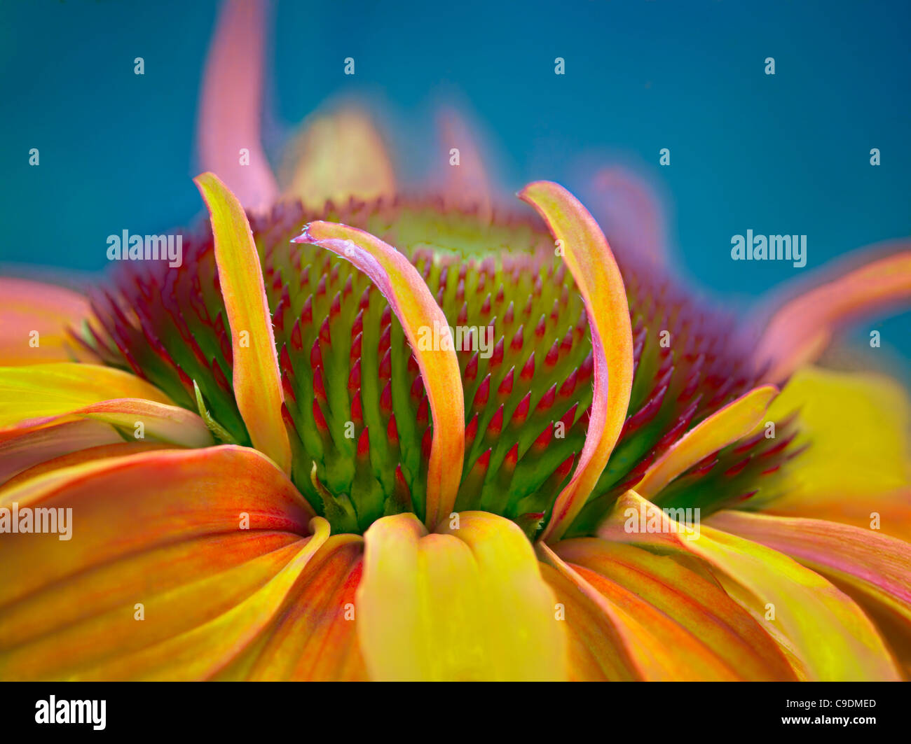 Lava flower hi-res stock photography and images - Alamy