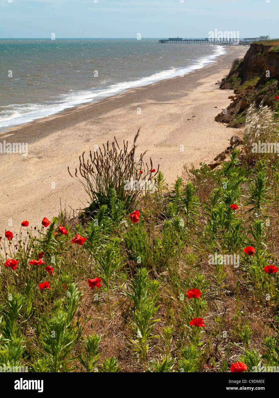 Poppies growing on cliff top on the Suffolk coast between Kessingland ...