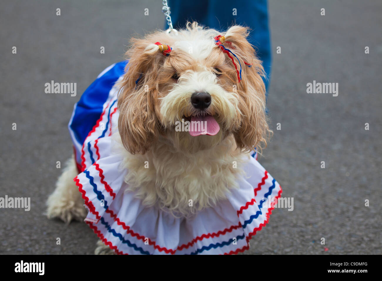 Small Dog wearing national costume on Independence Day, Costa Rica ...