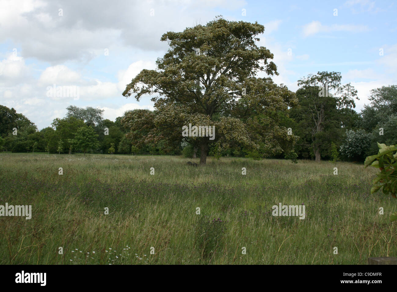 Small oak tree in open field of wild flowers and grasses Stock Photo ...
