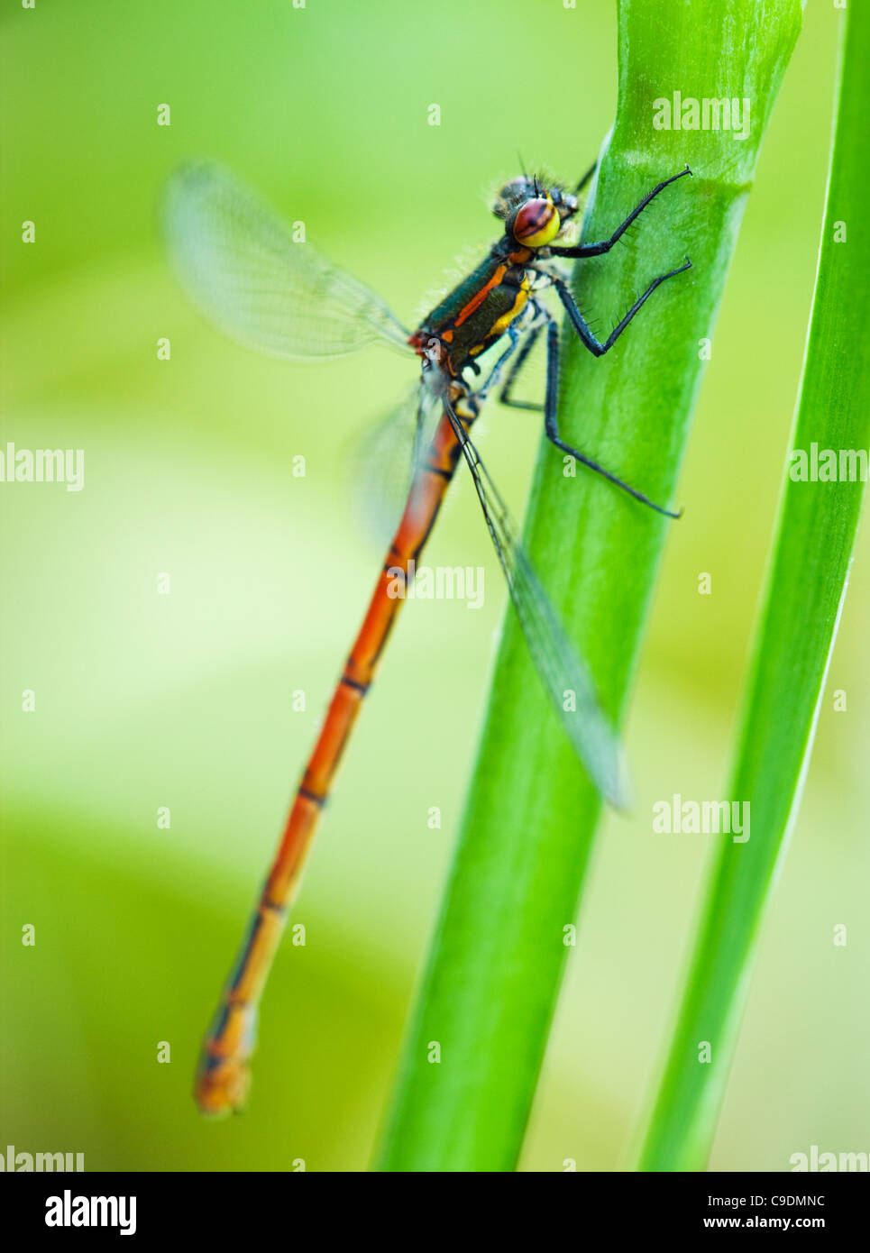 Large Red Damselfly, Pyrrhosoma nymphula. Surrey, UK Stock Photo - Alamy